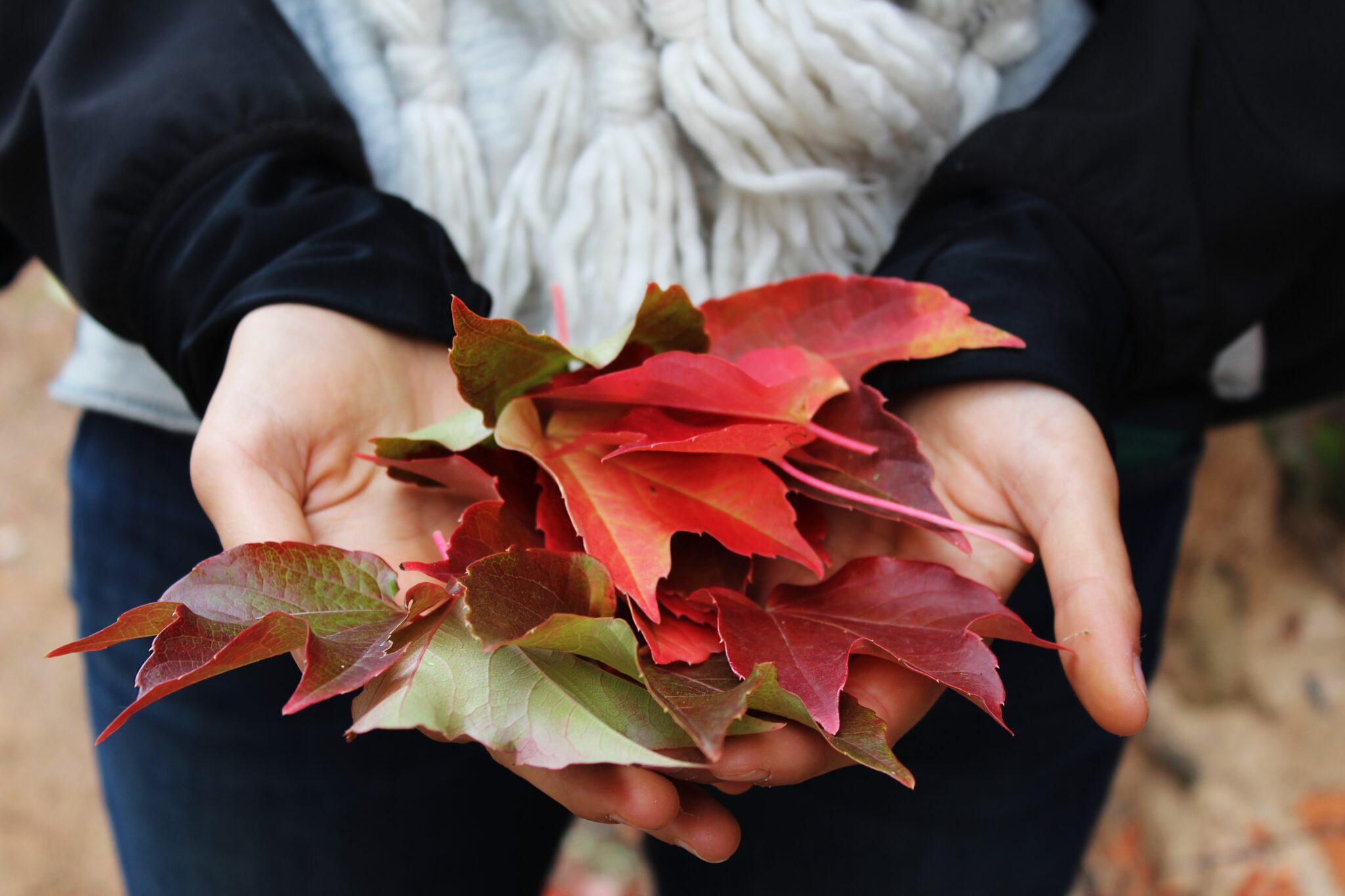 Why Fall Smells Like Fall Science Behind Seasonal Scents Aerowest