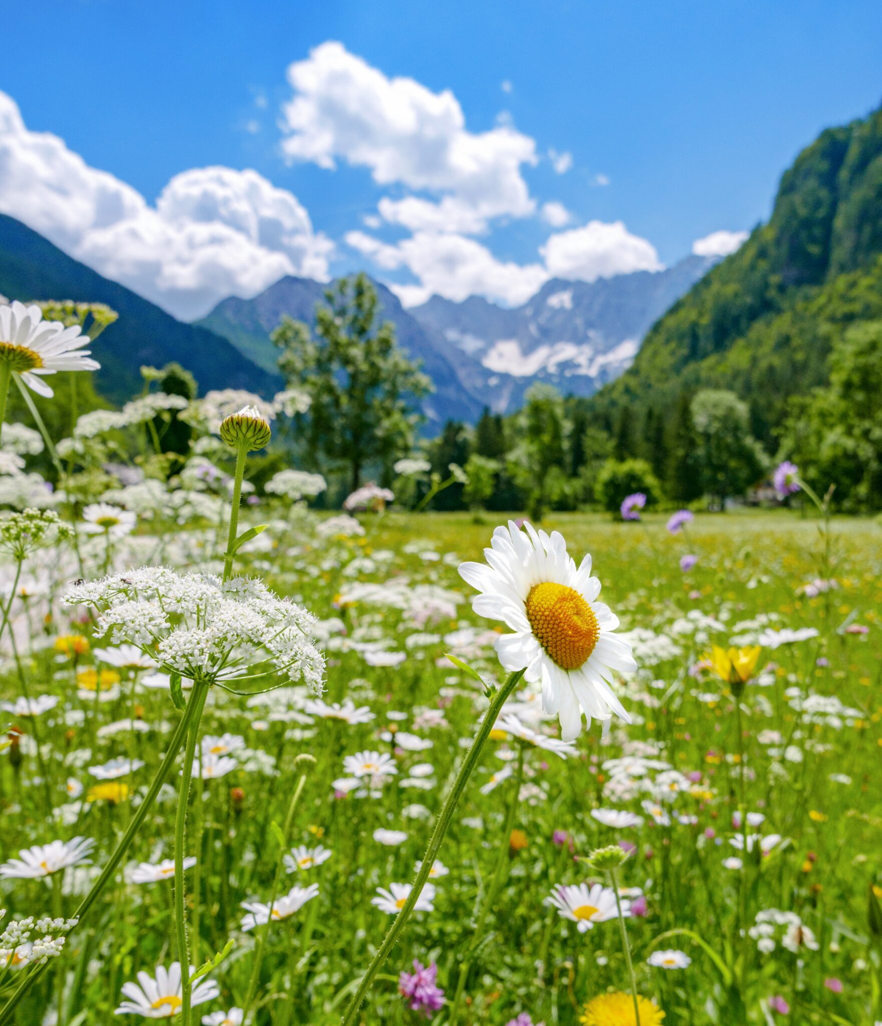 Top 6 Air Fresheners for Springtime - AeroWest